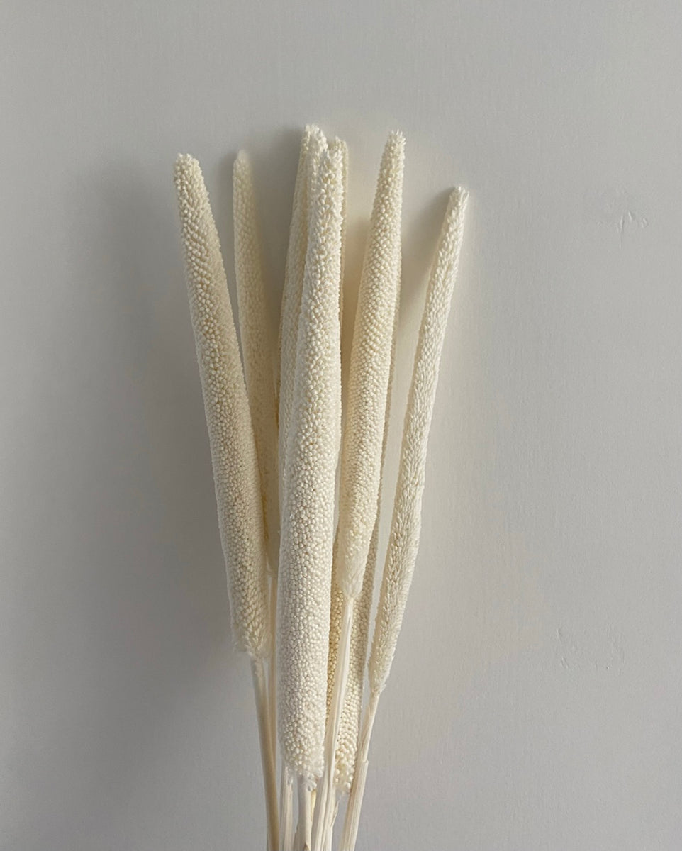 Dried Babala - Exquisite Dried Flower - Fast Shipping – Olive & Bamboo